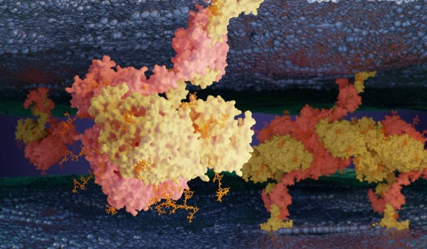 Dutch Structural Biology Meeting 2024 - NVBMB